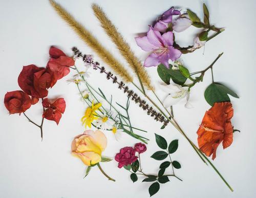 Understand the meaning behind these 10 flowers | Bona Magazine