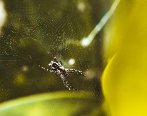 DIY tricks to get rid of spider webs | Bona Magazine