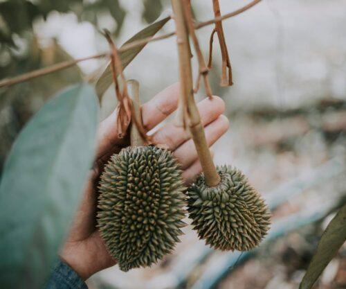 5 Smelly foods that are worth the taste | Bona Magazine