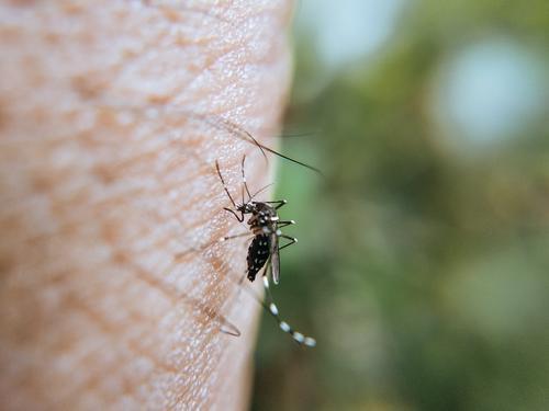 5 Ways to get rid of mosquitos | Bona Magazine