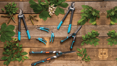 Winter is the best time to prune: Everything you need to know before ...