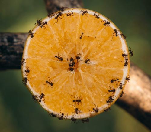 Ant-proof your home with these natural repellents that actually work ...