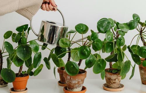 4 Reasons to grow money plants at home | Bona Magazine
