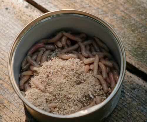 Your bin becoming a breeding ground for maggots? Effective ways to get ...