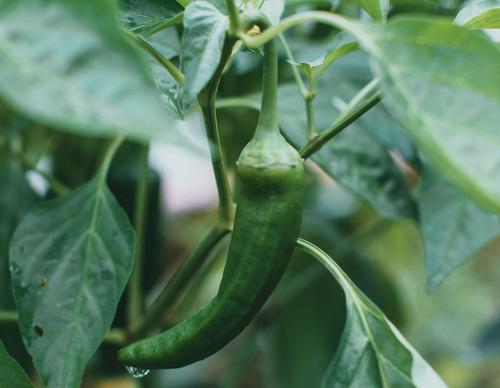 Don't underestimate chilli leaves! They're packed with benefits | Bona ...