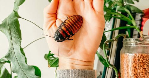 Redefining nutrition : The shocking benefits of cockroach milk | Bona ...