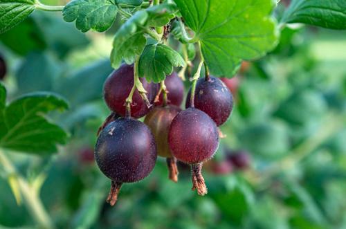 Why you should add black currant seed oil to your beauty must-haves ...
