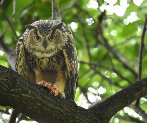 Coca-Cola SA Under Fire After Owl Death at Midrand Plant | Bona Magazine