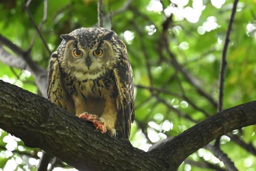 Coca-Cola SA Under Fire After Owl Death at Midrand Plant | Bona Magazine