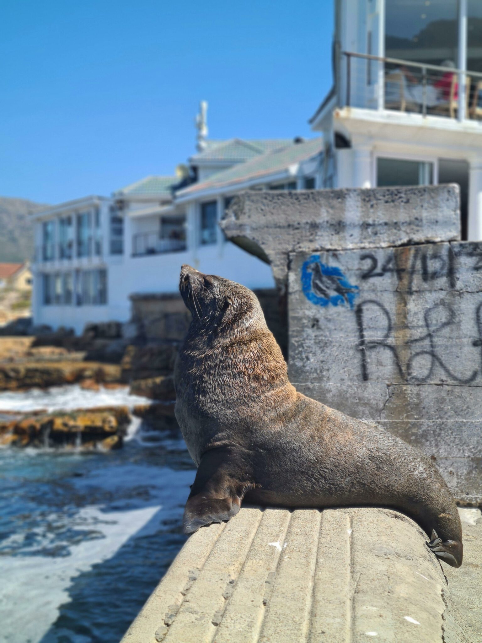 Dogs and Cape seals experience rising threat in rabies