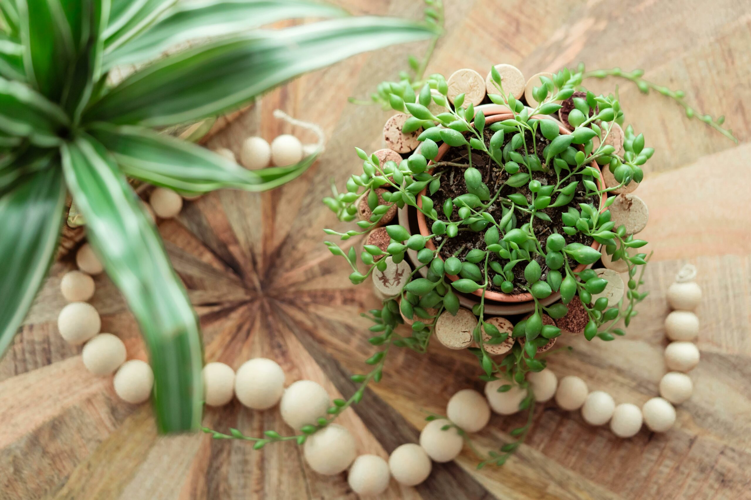 4 Simple ways to multiply your string of pearls for never-ending plants