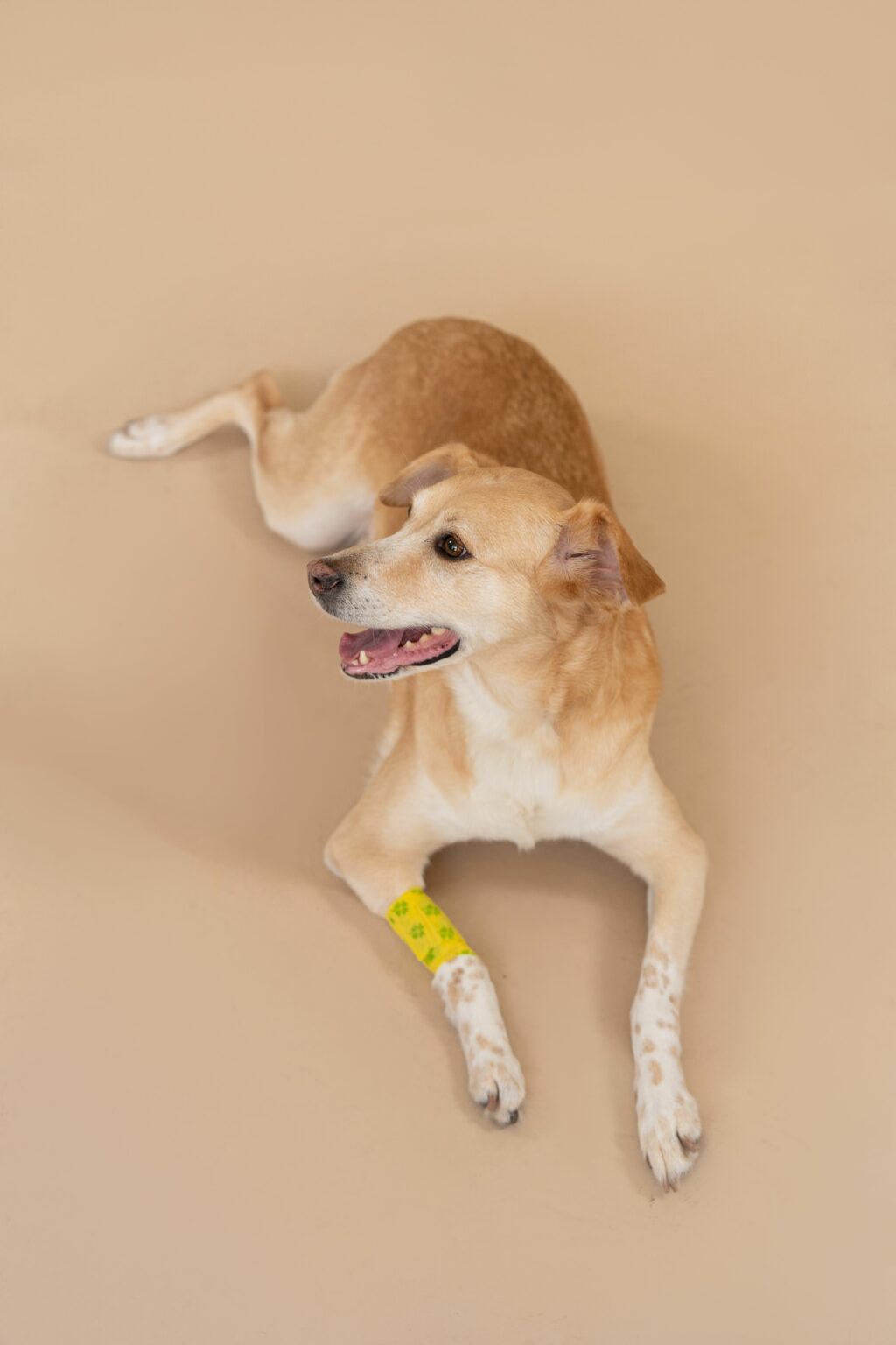 Signs of joint pain in pets and how to help them | Bona Magazine