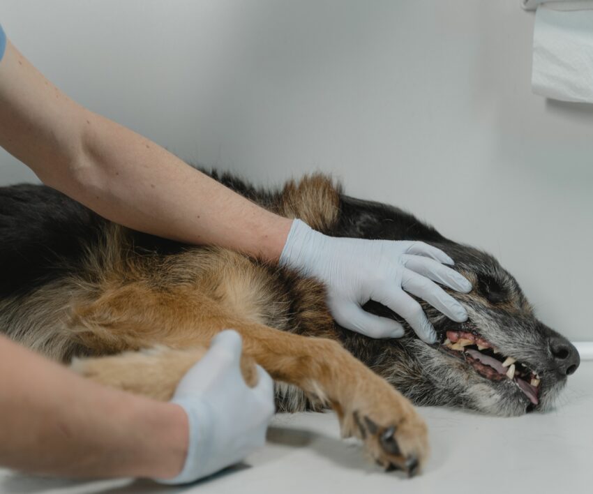 Signs of joint pain in pets and how to help them | Bona Magazine